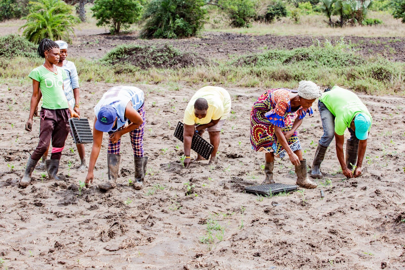 Current Challenges Facing Ghanaian Agriculture