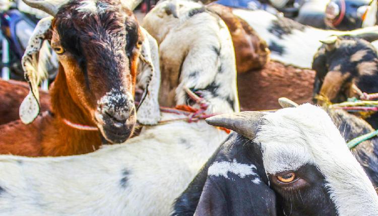 Police arrest six suspected goat thieves